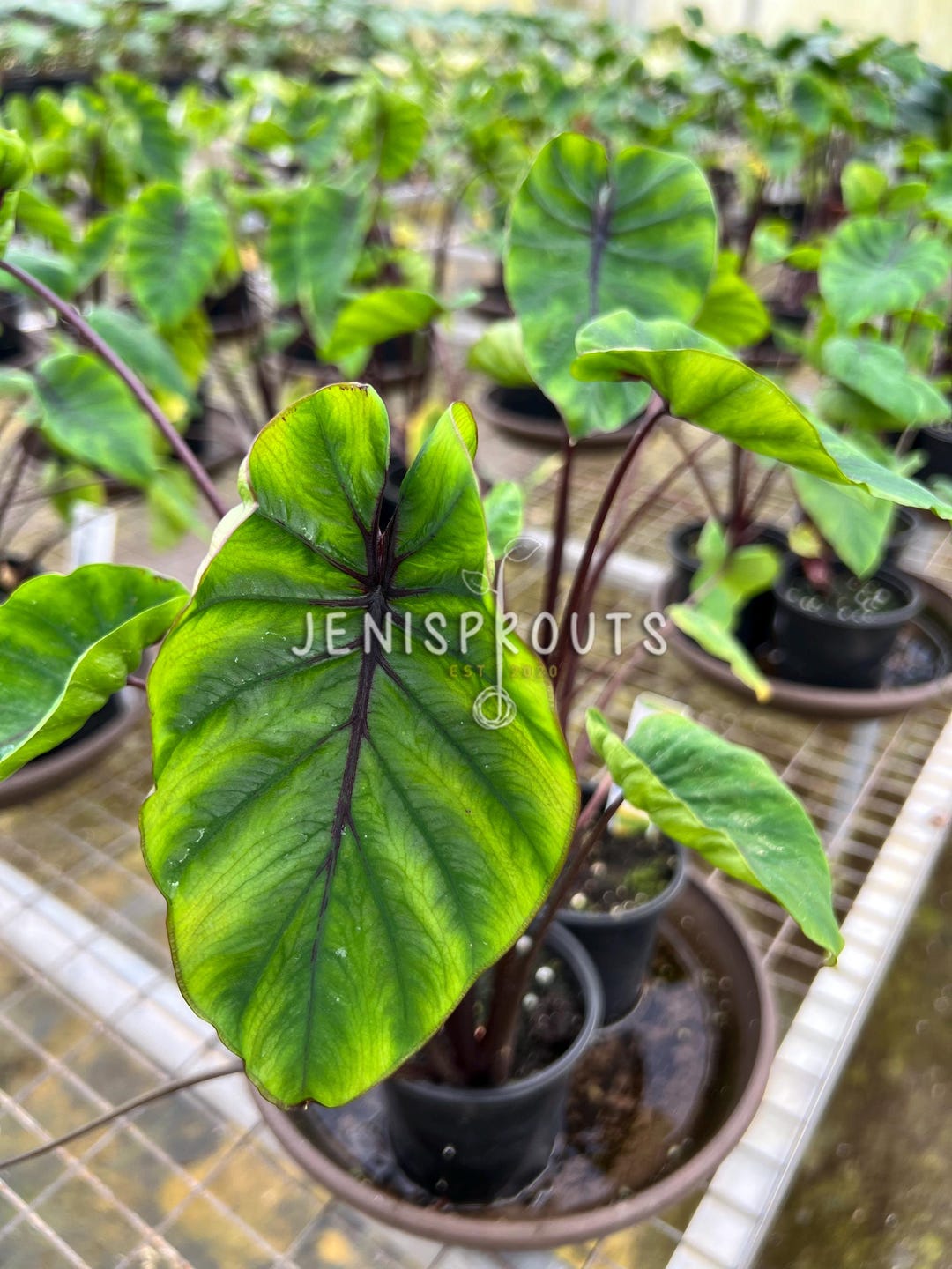 Colocasia Pharaoh Mask Pot 4 Houseplant Indoor Plant Decoration - Etsy