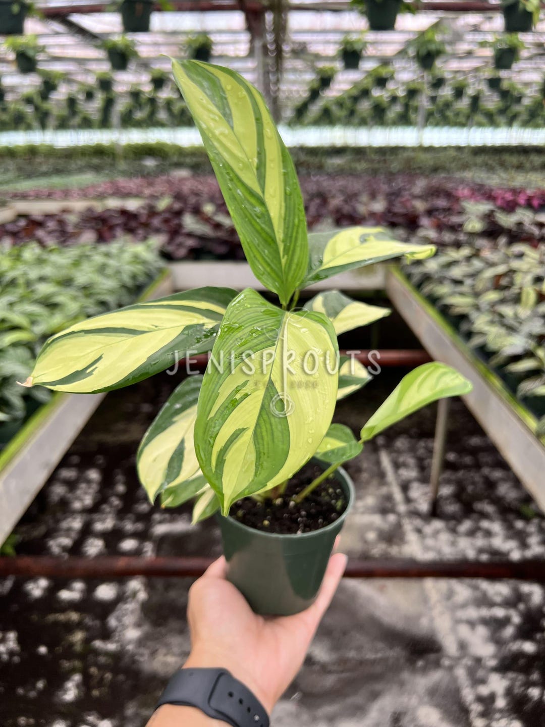 Calathea Pilosa Pot 4. Velvet-textured Leaves With Intricate Patterns ...