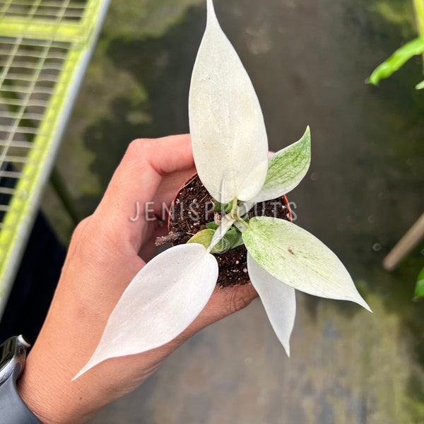 Florida Ghost Philodendron - Etsy