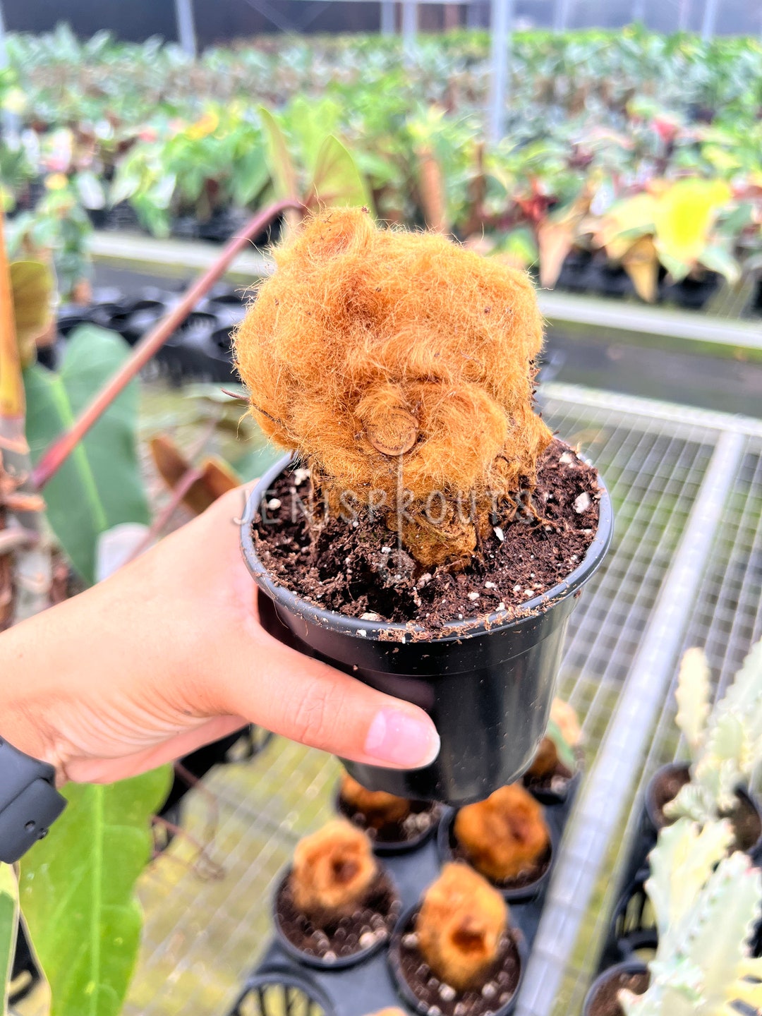 Chicken Fern Pot 4”. Delicate, Feathery Fronds With a Unique Texture ...