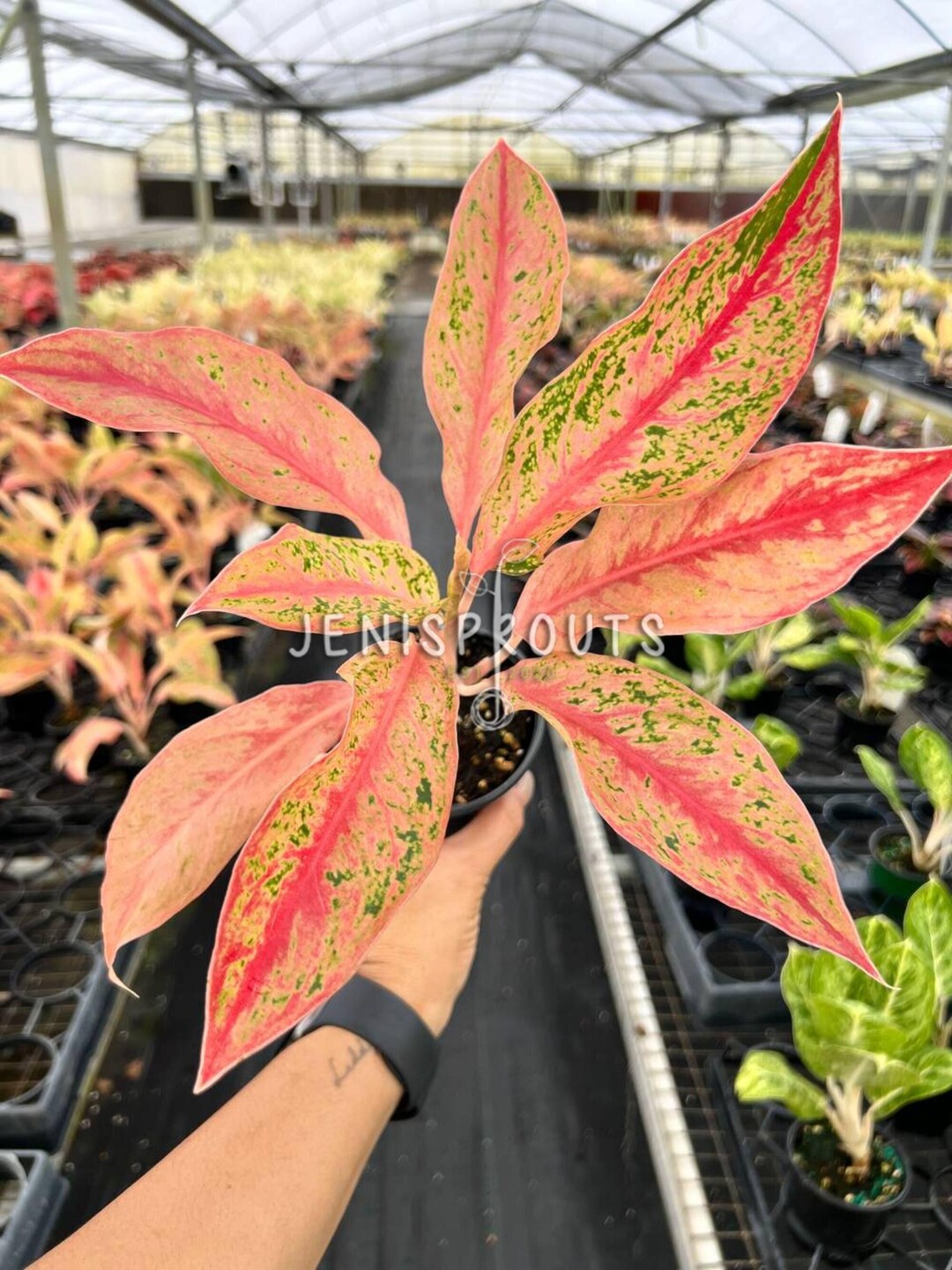 Aglaonema Pink Baramee Pot 4”. Soft Pink Elegance - Houseplant - Indoor ...