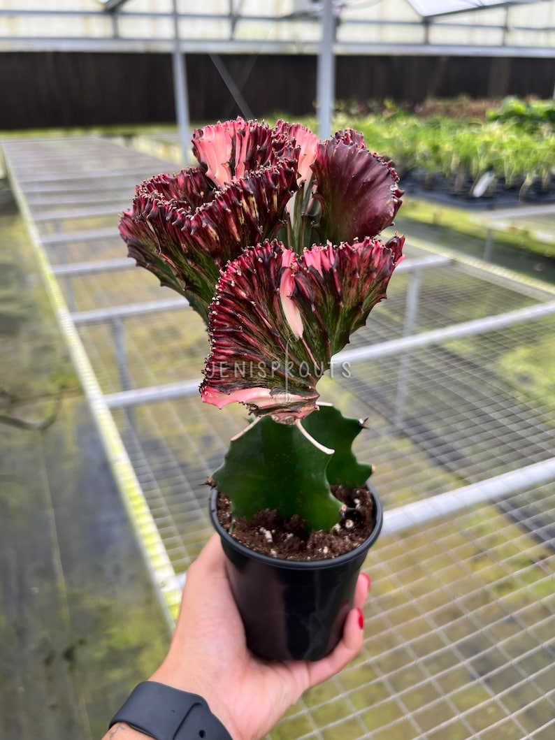 Euphorbia Lactea Cristata Red - Coral Cactus Pot 4” Indoor Plants ...