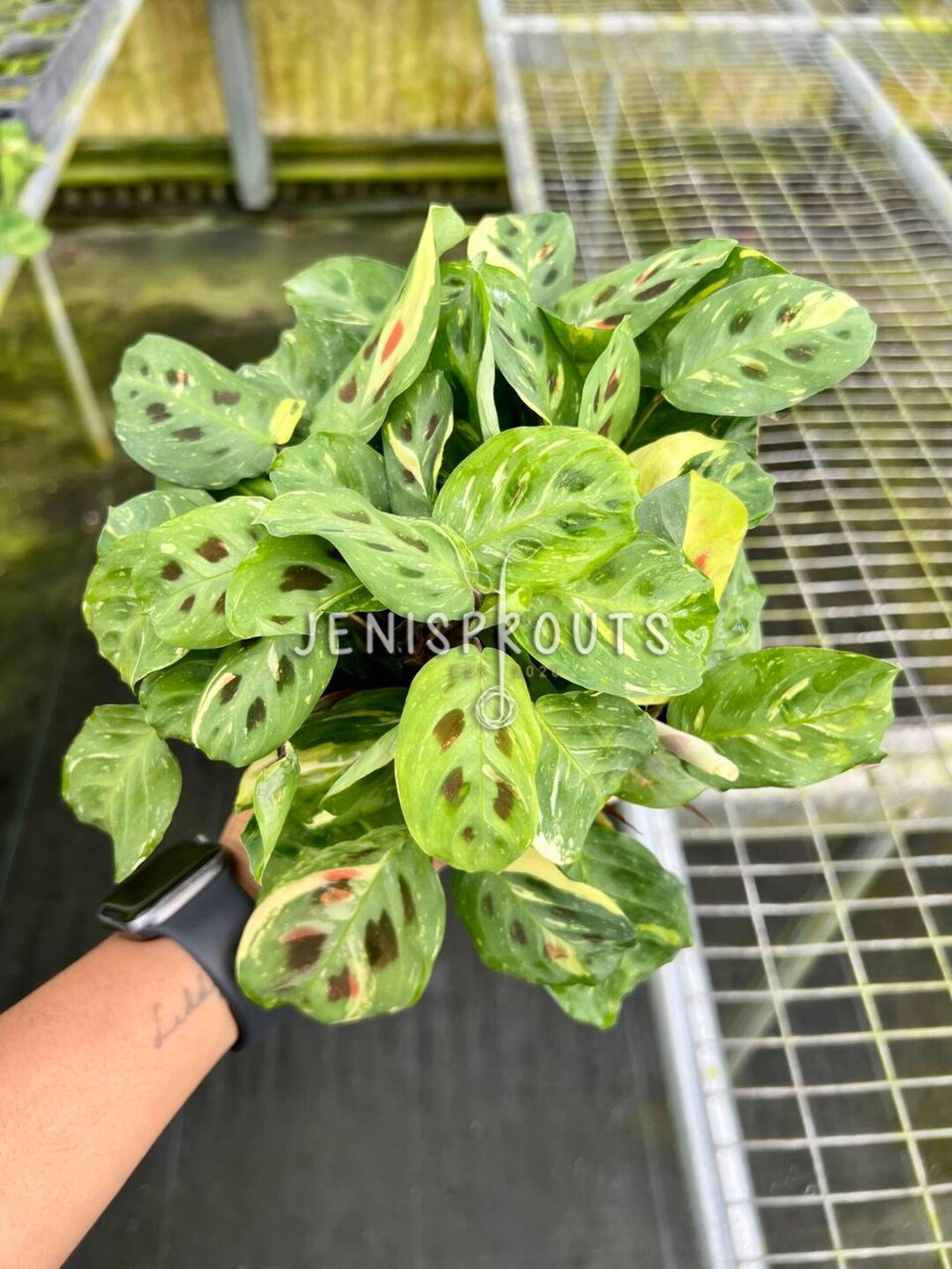 Maranta Variegated Maranta Beauty Kim Pot 6”. Stunning Variegated ...