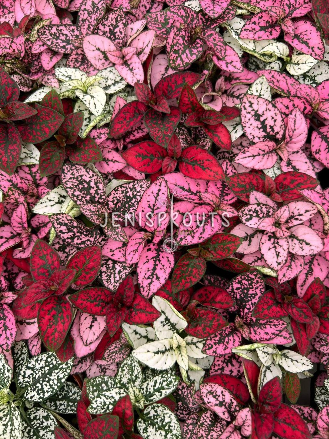 Hypoestes Mix Pot 2”. Cute, Spotted Delight - Indoor Plants ...