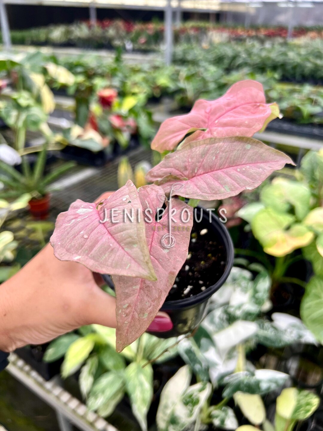 Syngonium Pink Caviar Pot 4”. Delicate and Feminine, Pink and Green ...