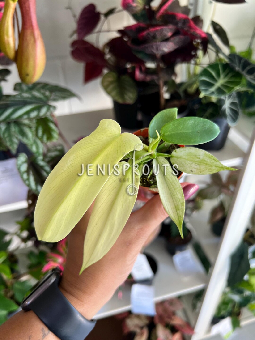 Philodendron Florida Ghost: Variegated Indoor Houseplant (2" Pot) - Etsy