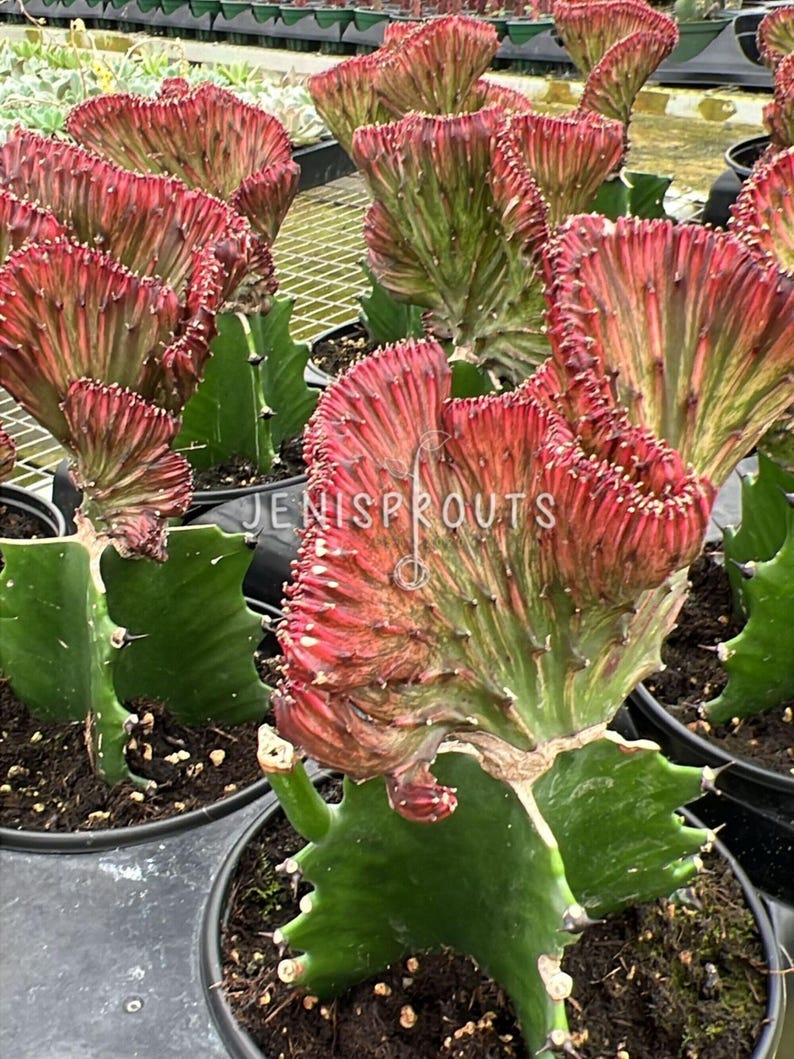 Euphorbia Lactea Cristata Red - Coral Cactus Pot 4” Indoor Plants ...