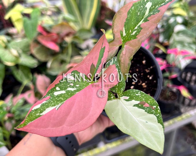 Variegated Syngonium Red Spot Tricolor: Rare Tropical Houseplant - Etsy