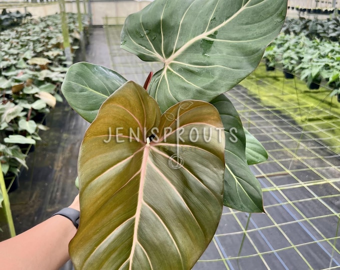 Philodendron Summer Glory Pot 6” - Tropical Plant - Indoor Plant ...