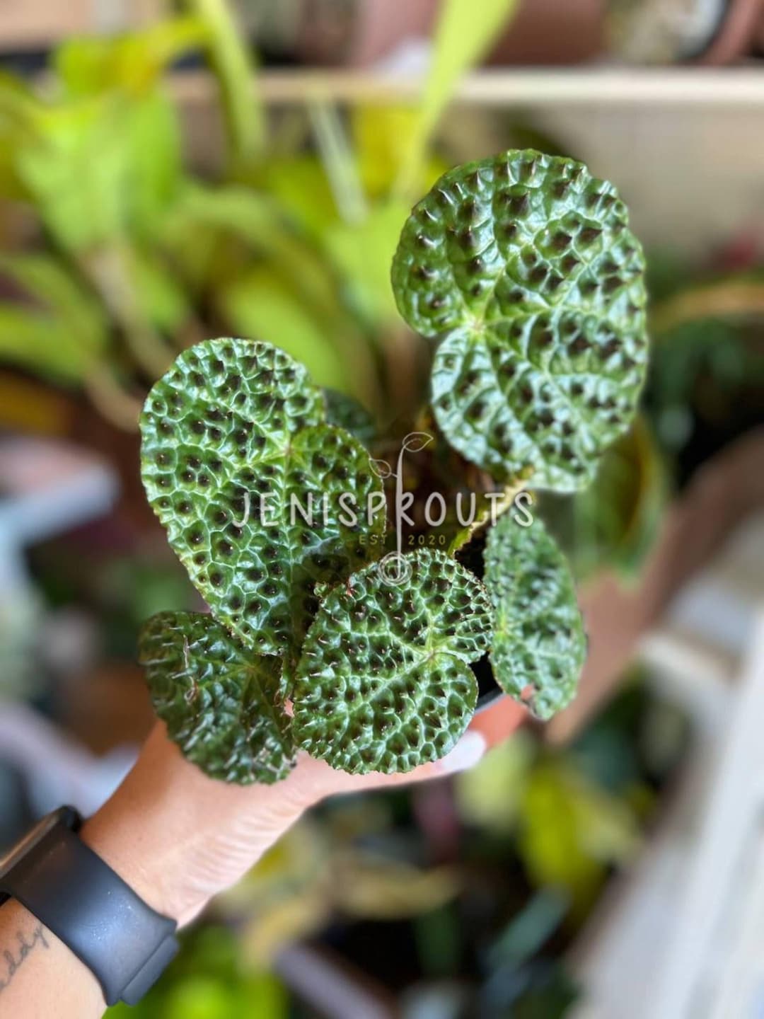 Begonia Ferox Pot 4”. Bold Texture, Striking Presence - Indoor Plants ...