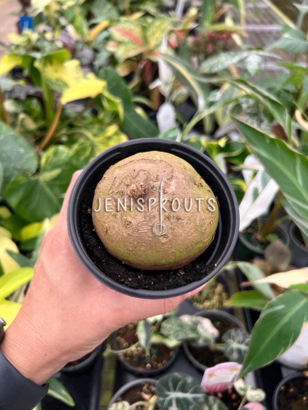 Stephania Erecta Pot 4”. Unique Caudex, Heart-shaped Leaves - Indoor ...