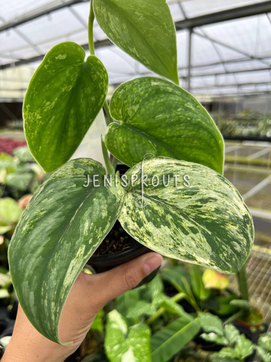 Scindapsus Silver Knight Pot 4” | Rare Silver Foliage | Indoor Plants ...