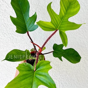 Philodendron Squamiferum Pot 4”. Unique, Scaly Leaves for a Textured ...