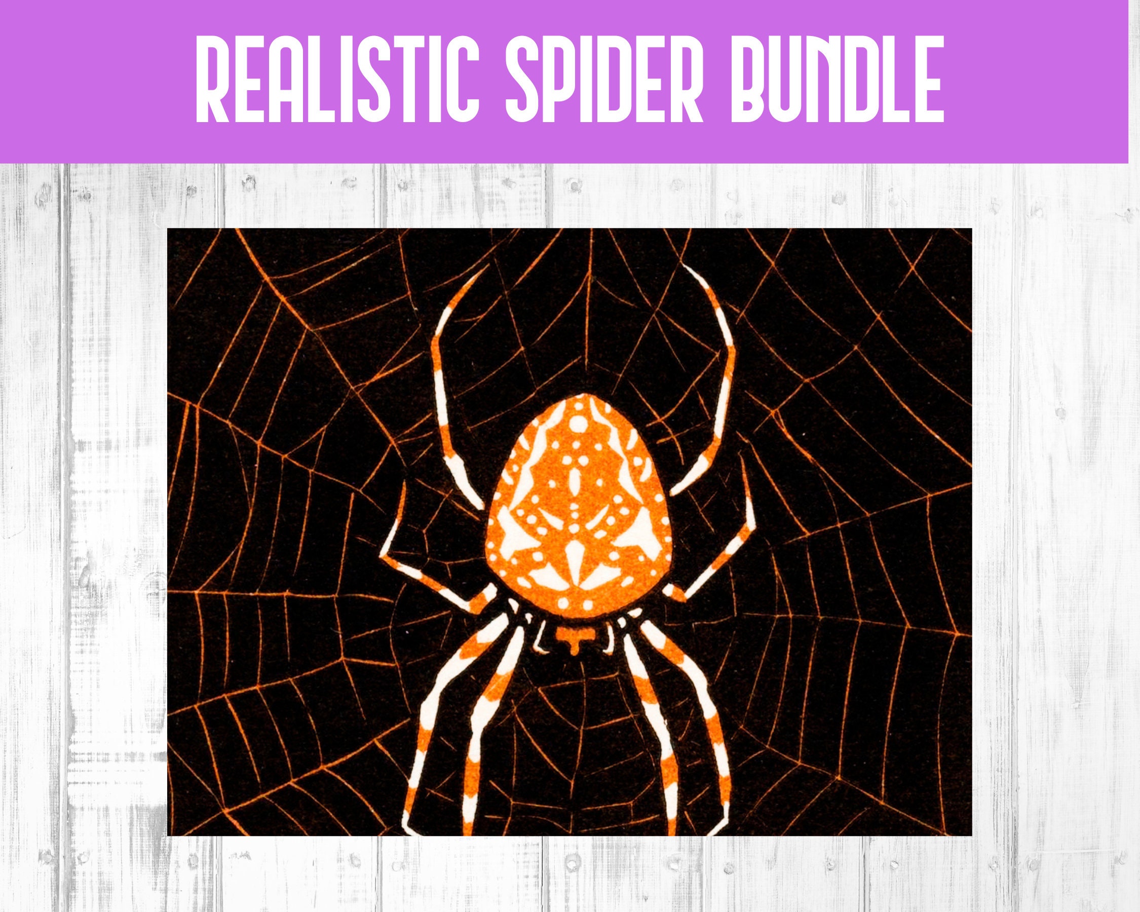 Detailed Spider Graphics Pack for Versatile Print Creations - Etsy