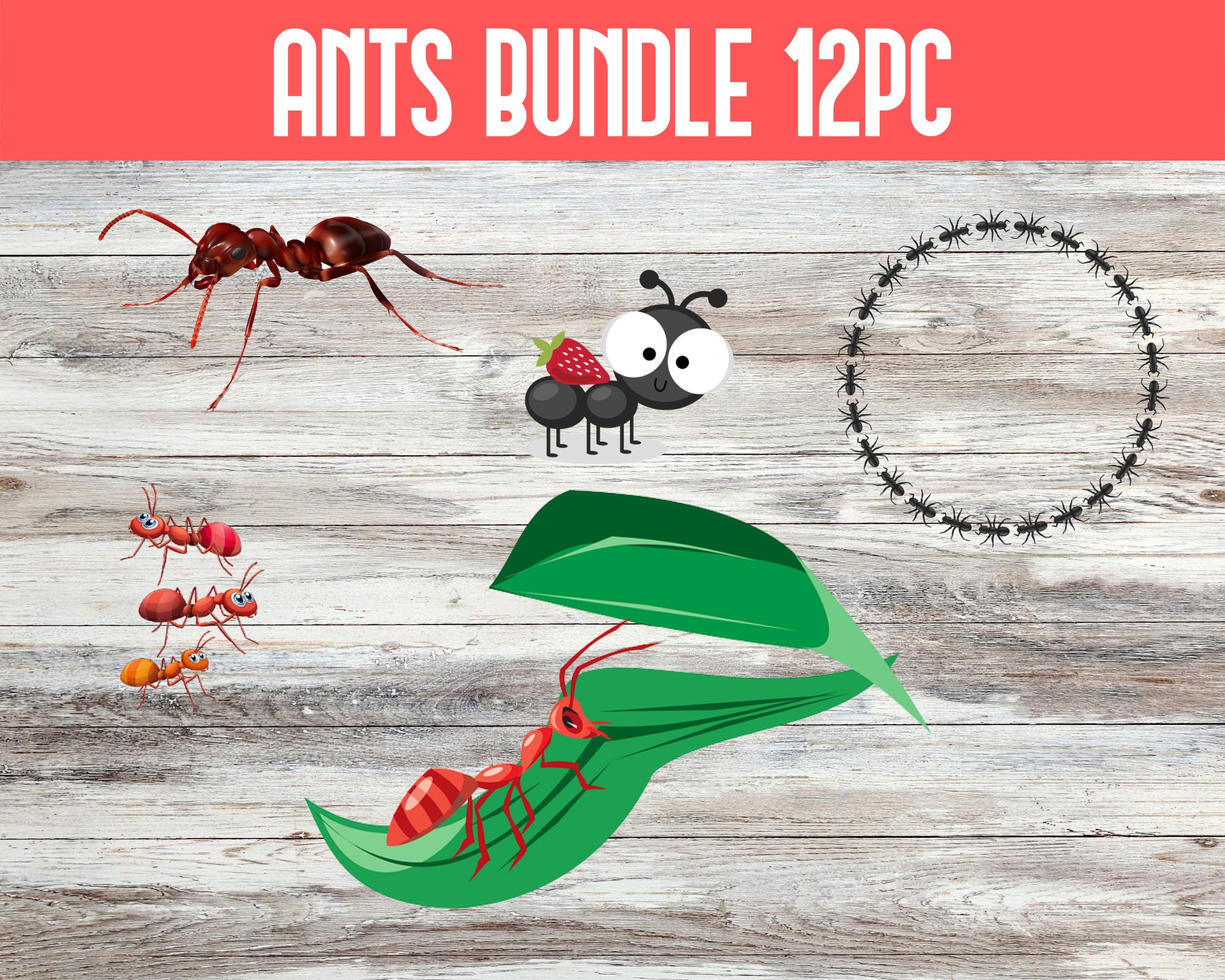 Adorable Picnic Ant Clipart for Crafts and Monograms - Etsy