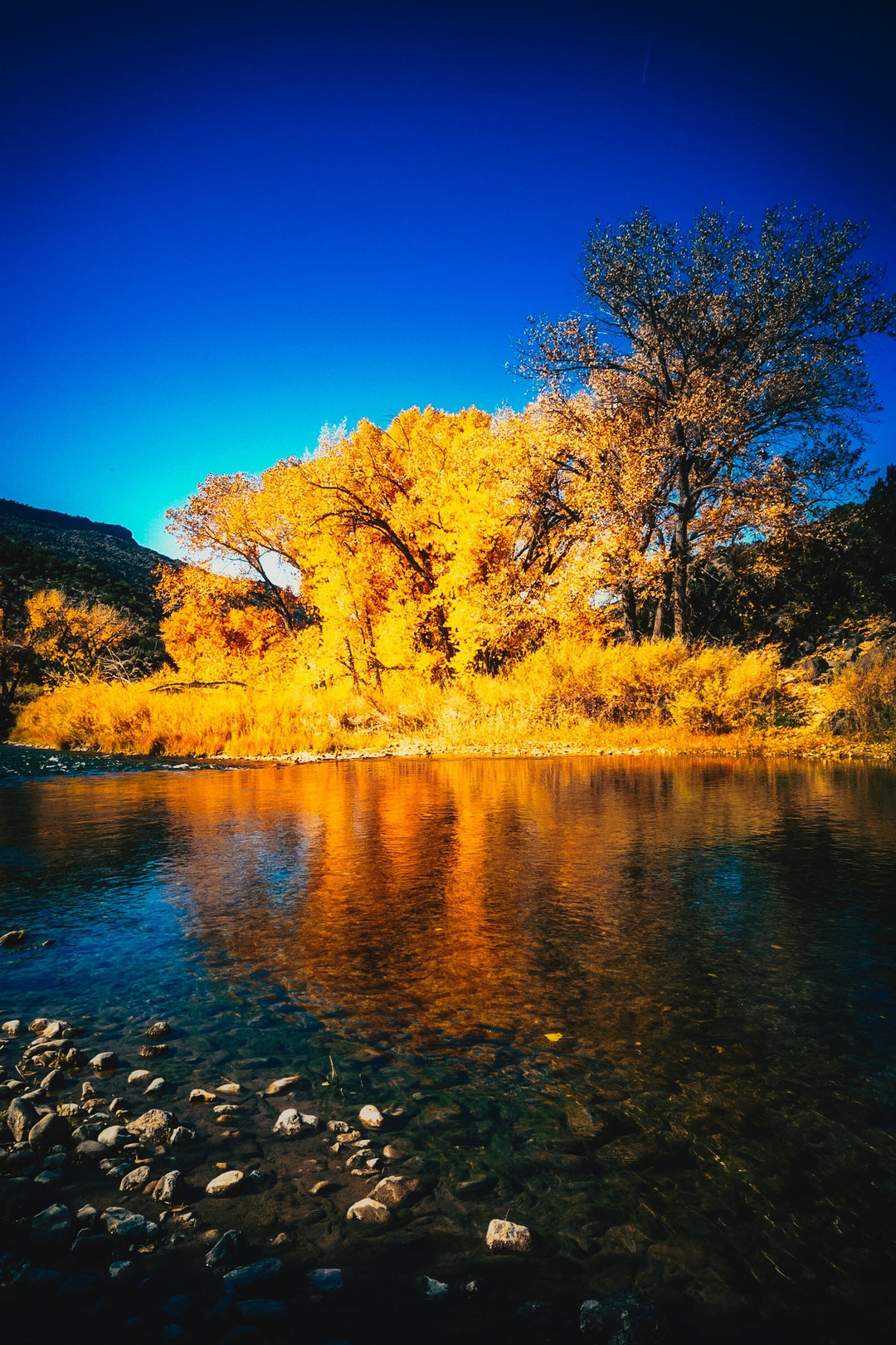 New Mexico Cottonwoods on Rio Grande in Autumn/fall Between Santa Fe ...