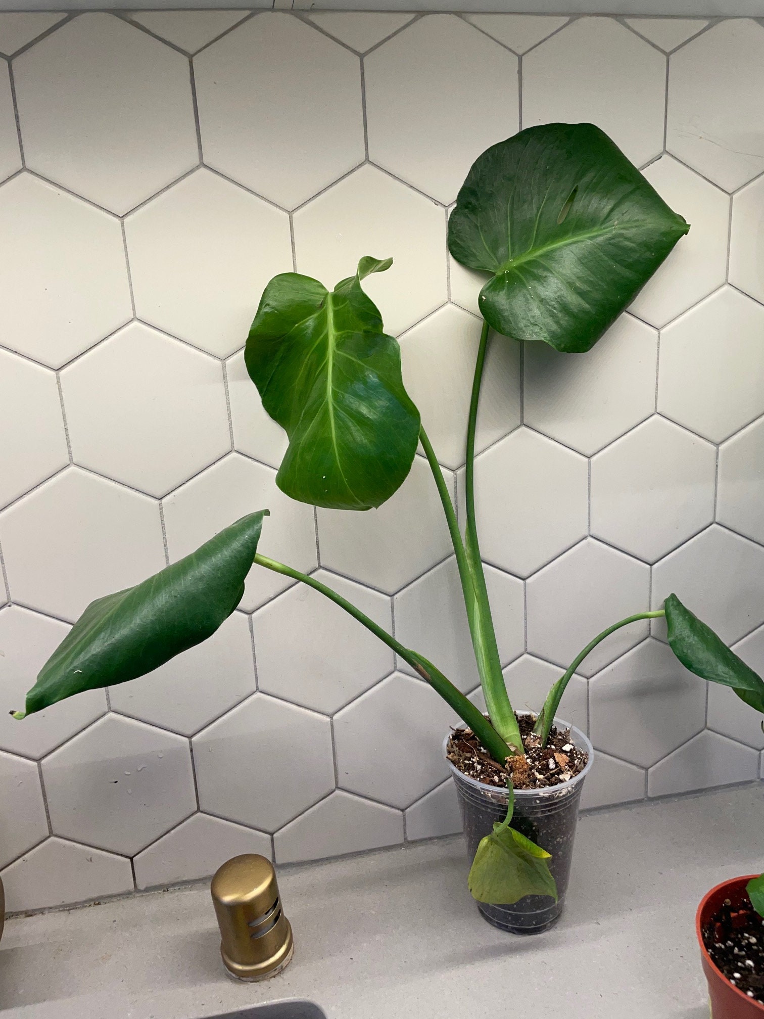 Sport Variegated Monstera white - Etsy