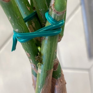 Variegated Money Tree (pachira Aquatica) - Etsy