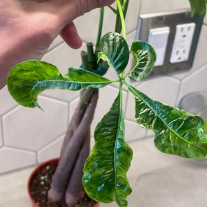 Variegated Money Tree (pachira Aquatica) - Etsy