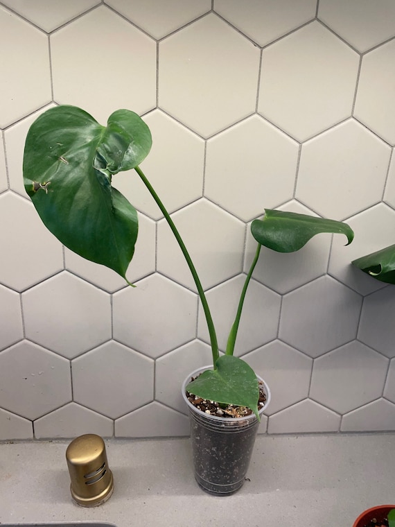 Monstera Contorta Sport Variegated | Etsy