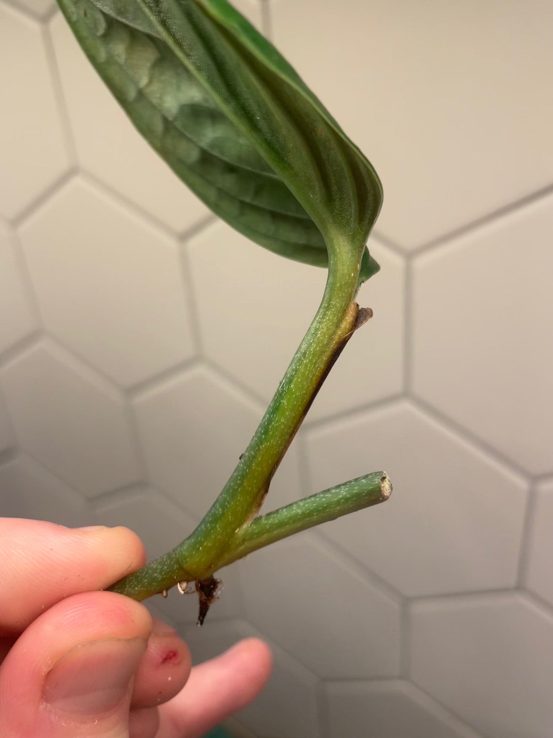 Variegated Monstera Peru Nodes - Etsy