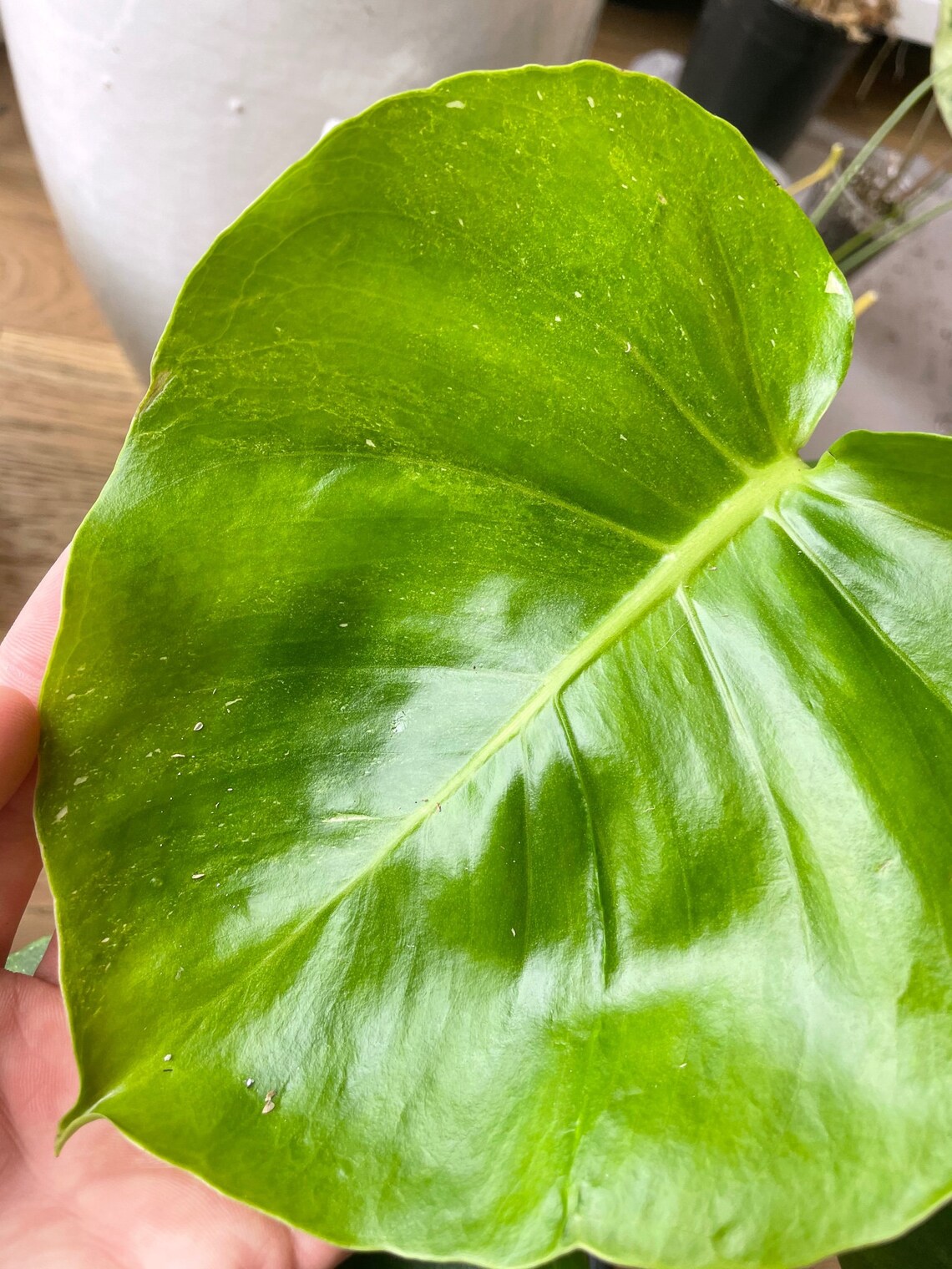 Monstera Sport Variegated - Etsy