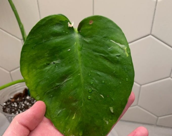 Variegated Monstera Deliciosa Contorted - Etsy