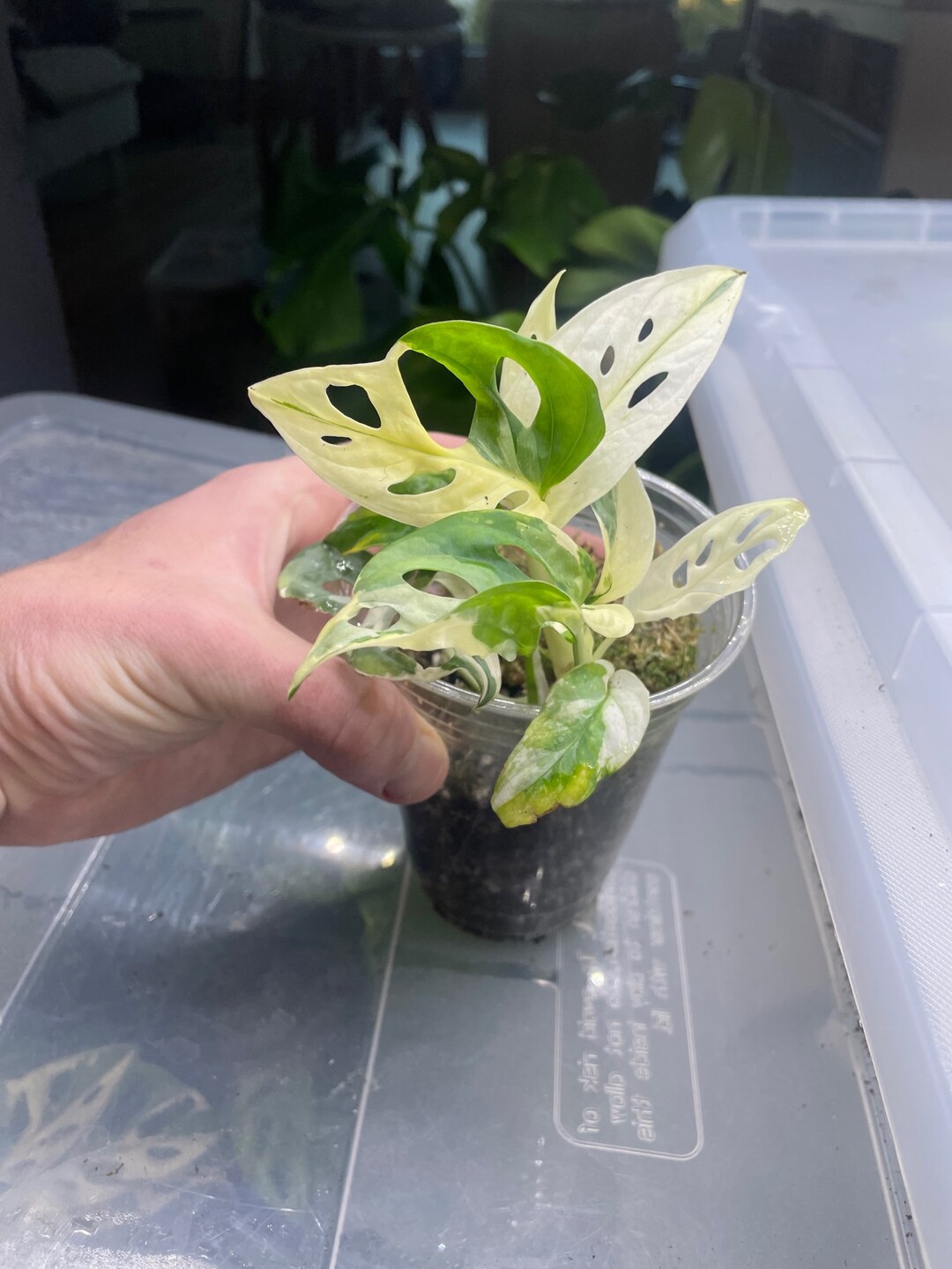 Variegated Adansonii Japanese Form - Etsy