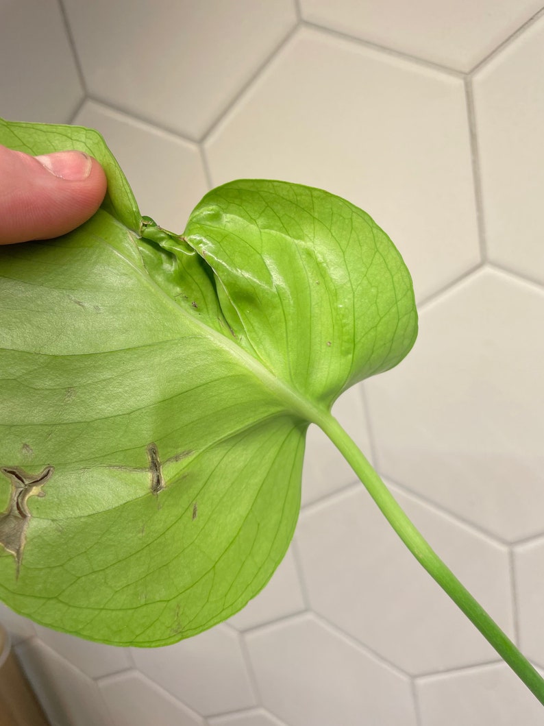 Monstera Contorta Sport Variegated | Etsy