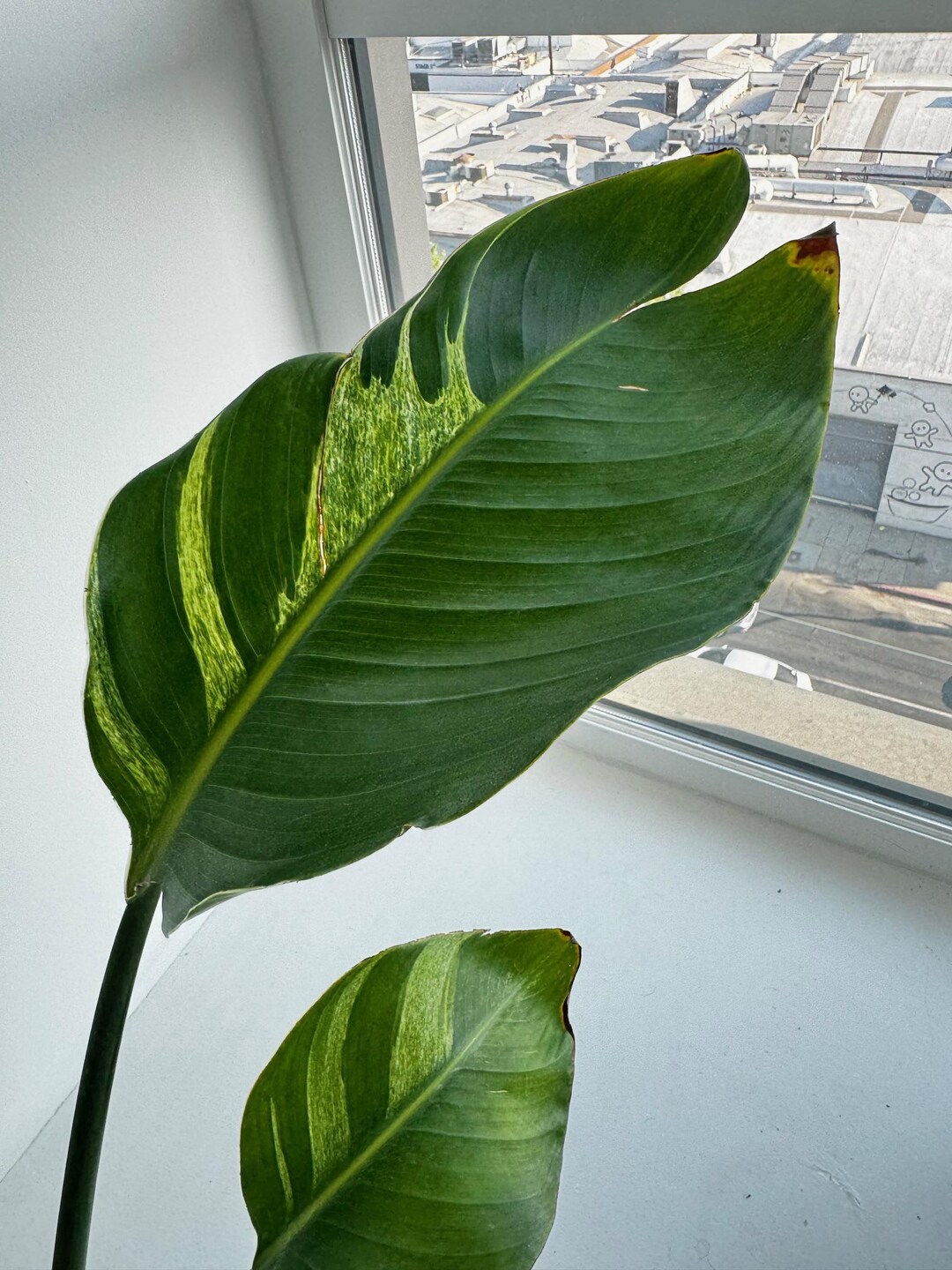 Large Mint Variegated Bird of Paradise - Etsy
