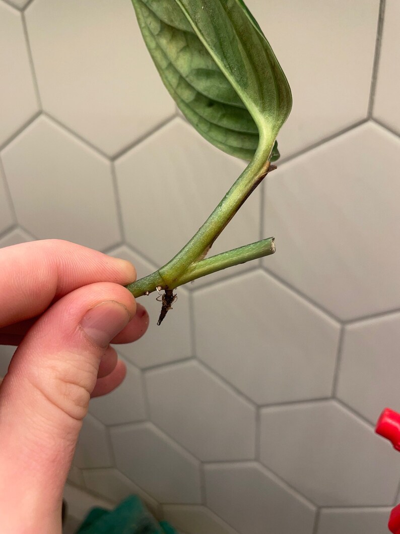 Variegated Monstera Peru Nodes - Etsy