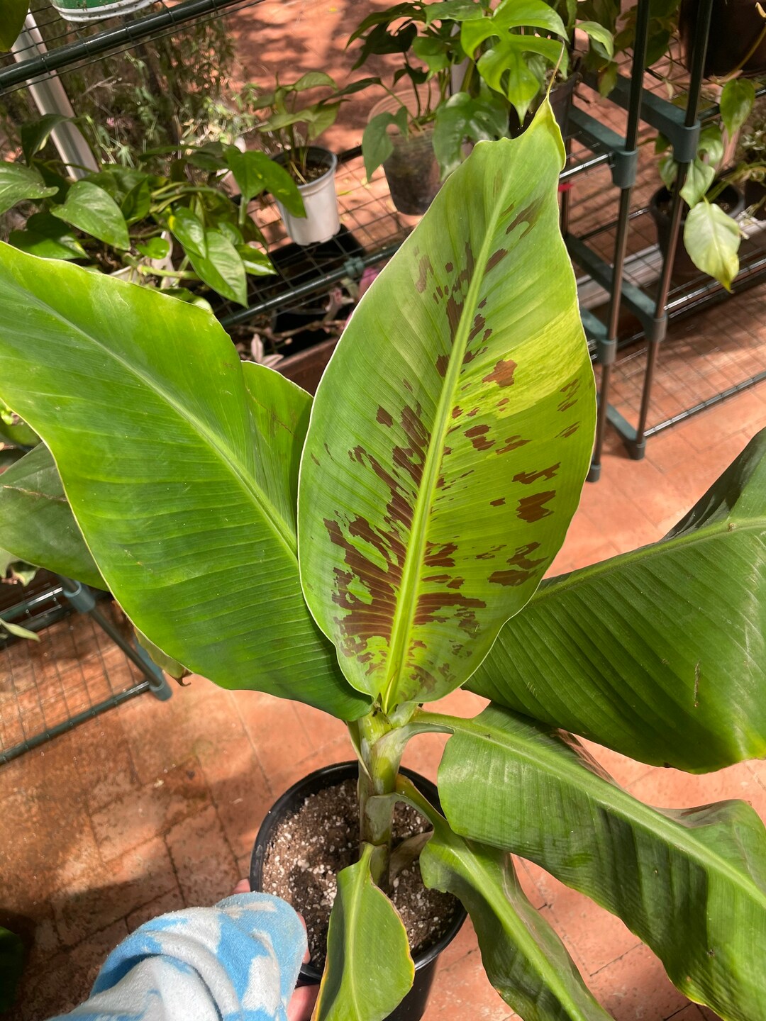 Variegated Musa green on Green Variegation - Etsy