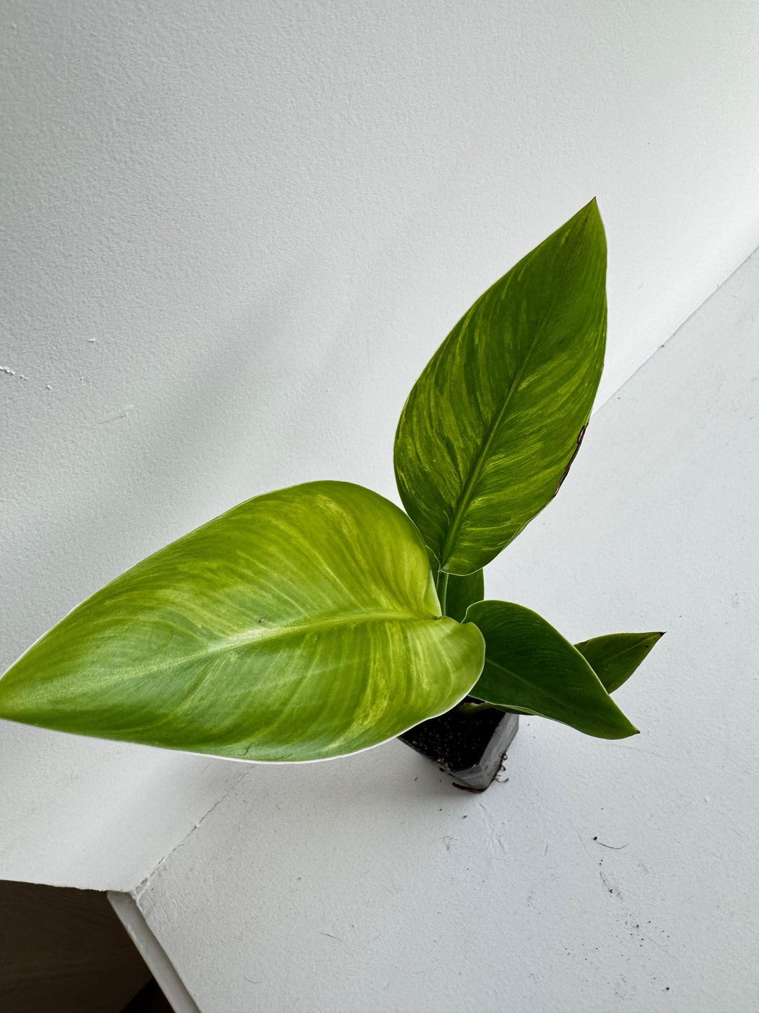 Aurea Variegated Bird of Paradise Strelitzia Nicolai - Etsy