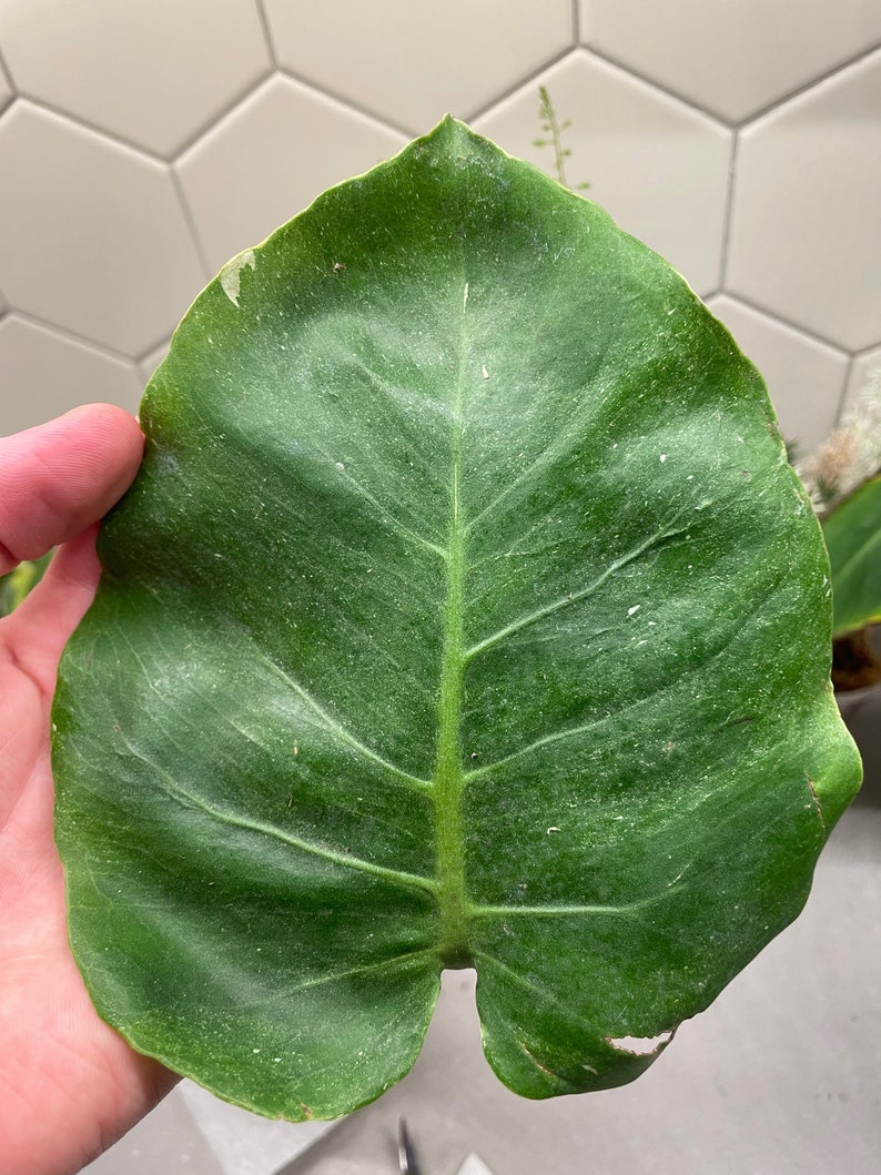 Monstera Sport Variegated - Etsy