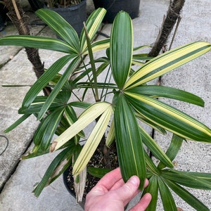 Variegated Rhapis Humilis Lady Palm US Seller LARGE - Etsy