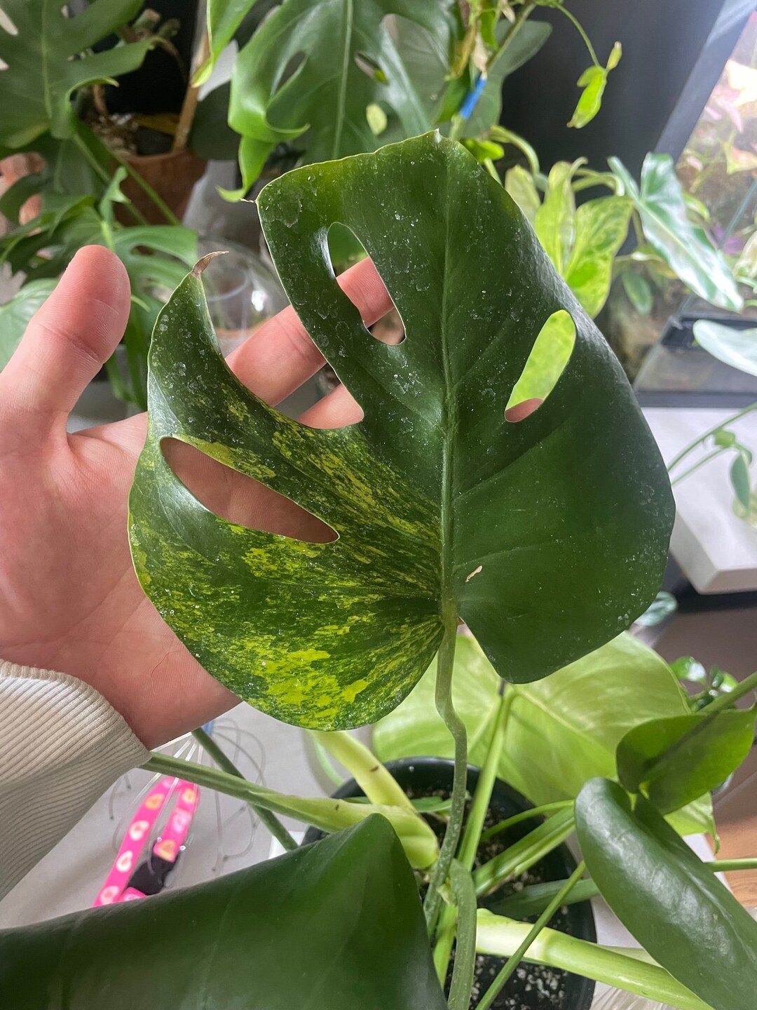 Aurea Monstera Deliciosa Sport - Etsy