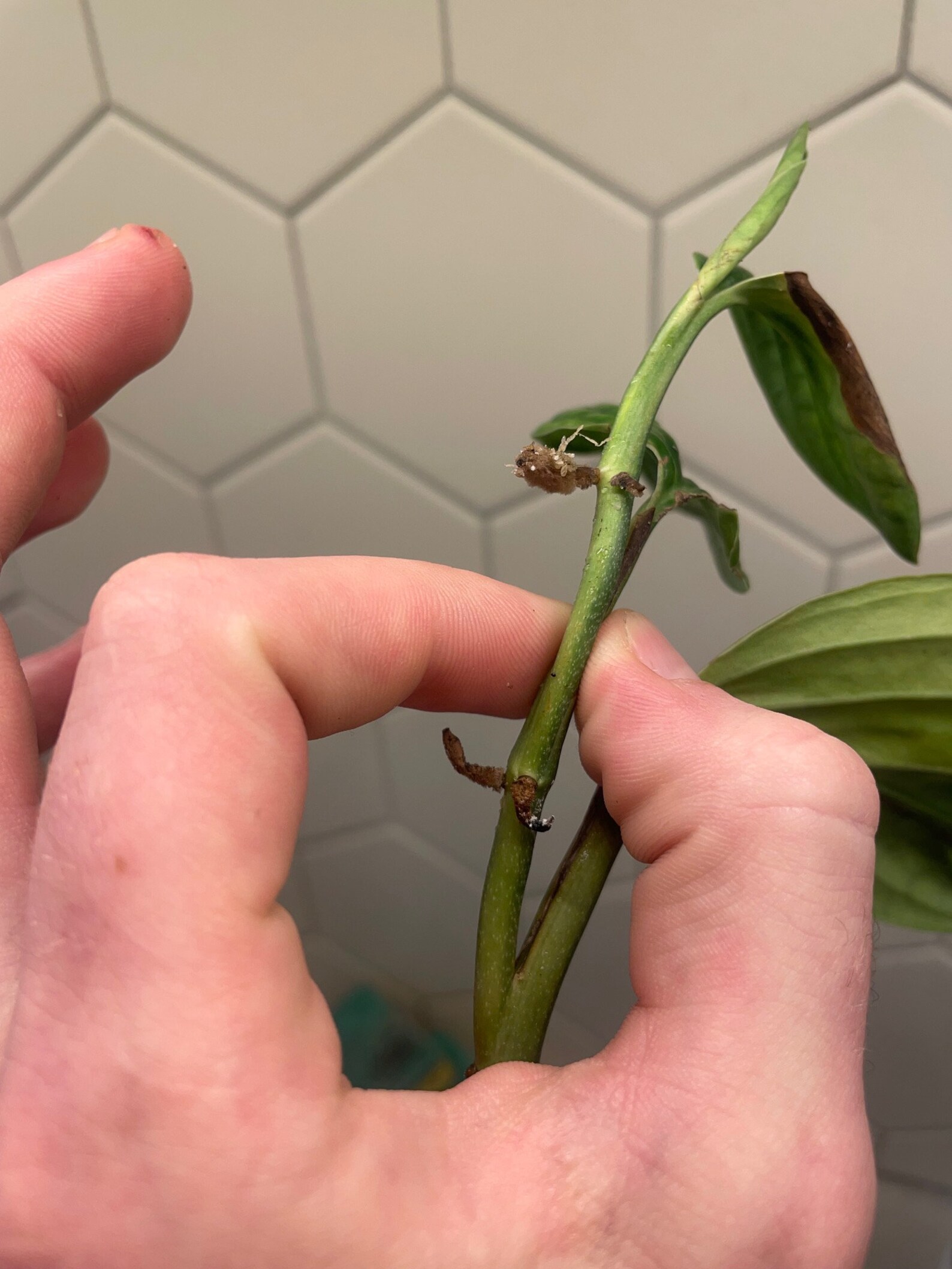 Variegated Monstera Peru Nodes - Etsy