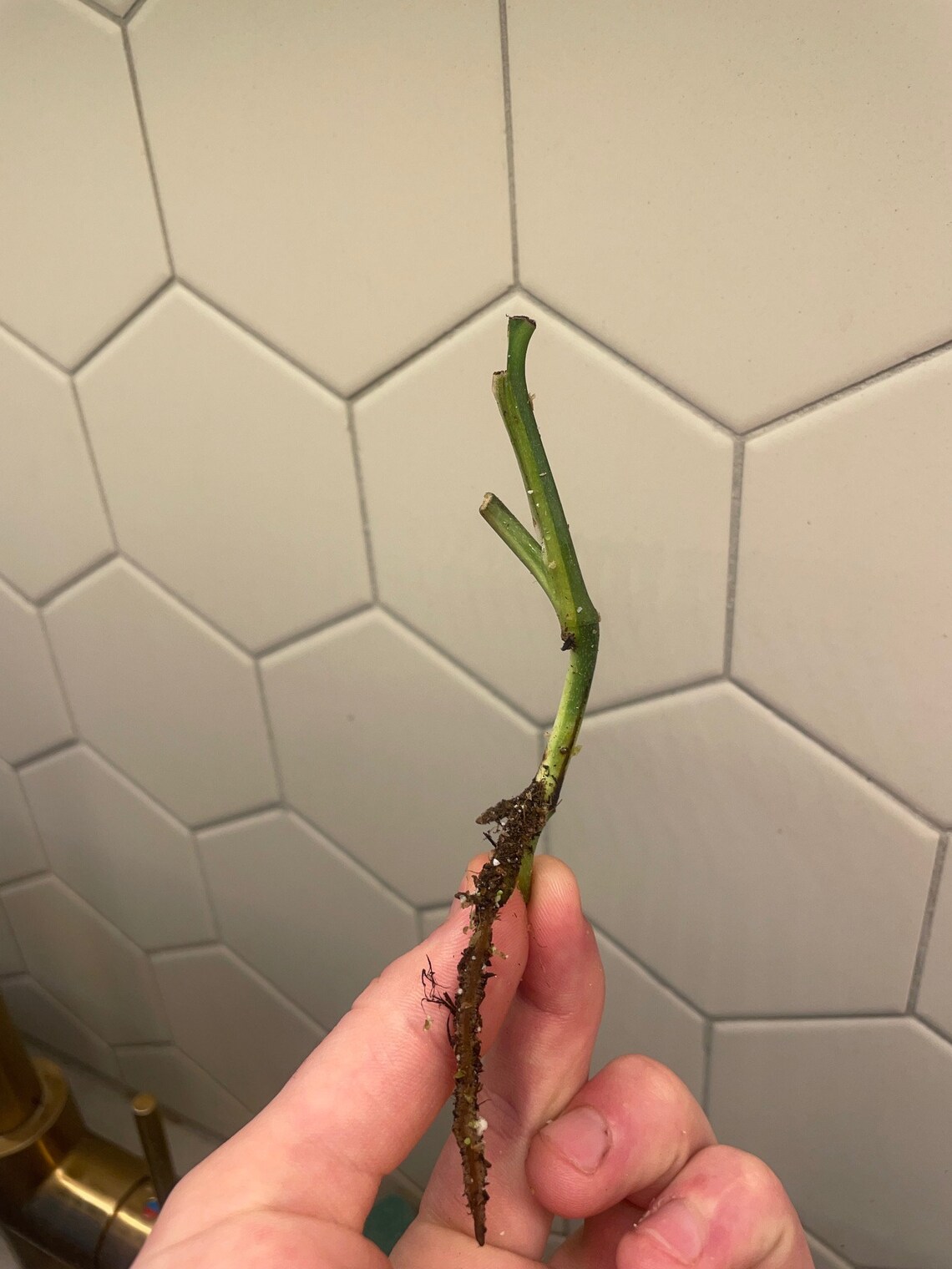 Variegated Monstera Peru Nodes - Etsy