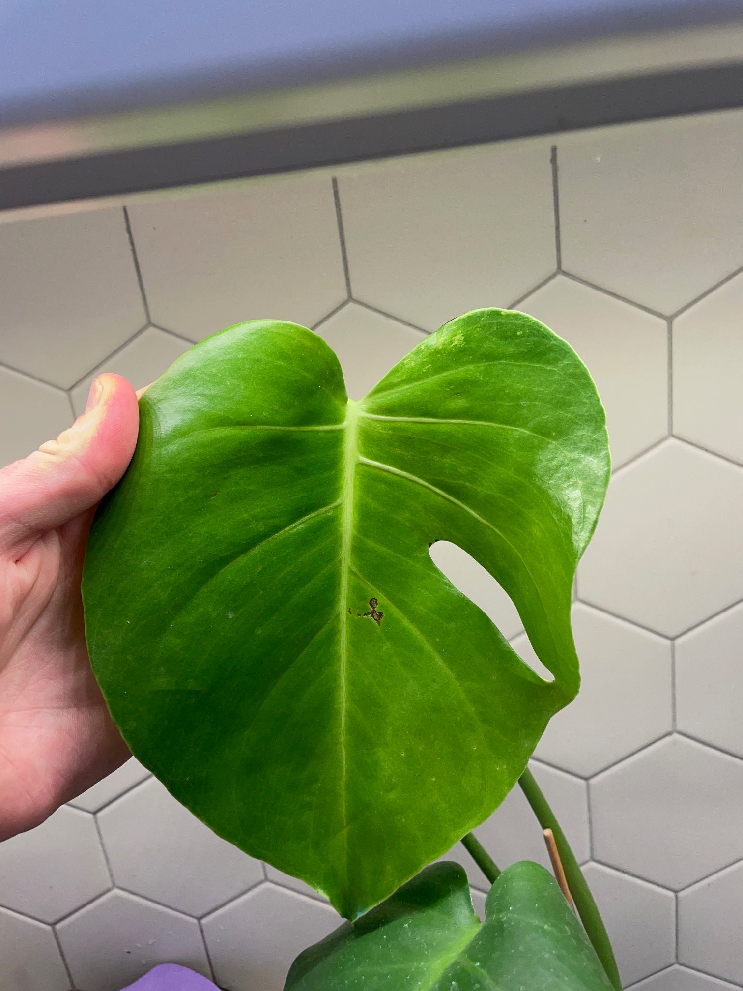 Sport Variegated Monstera white - Etsy