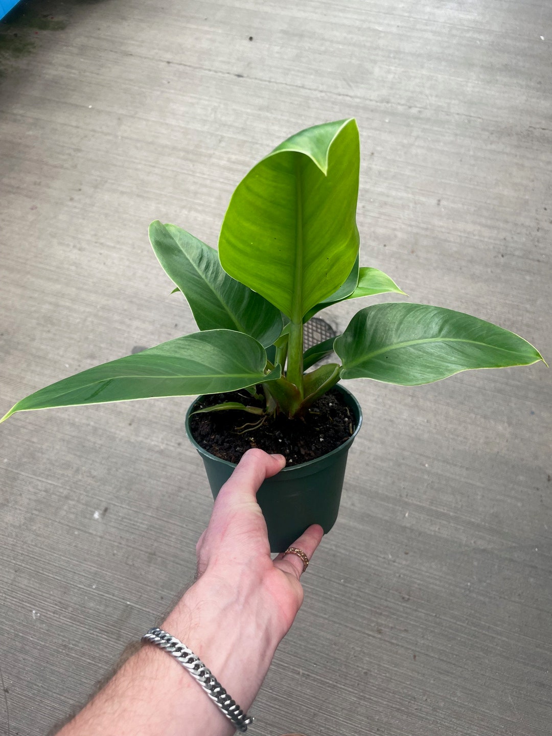 Philodendron Imperial Green - Etsy