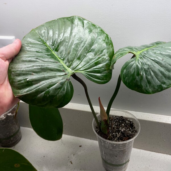 Philodendron Sodiroi - Etsy