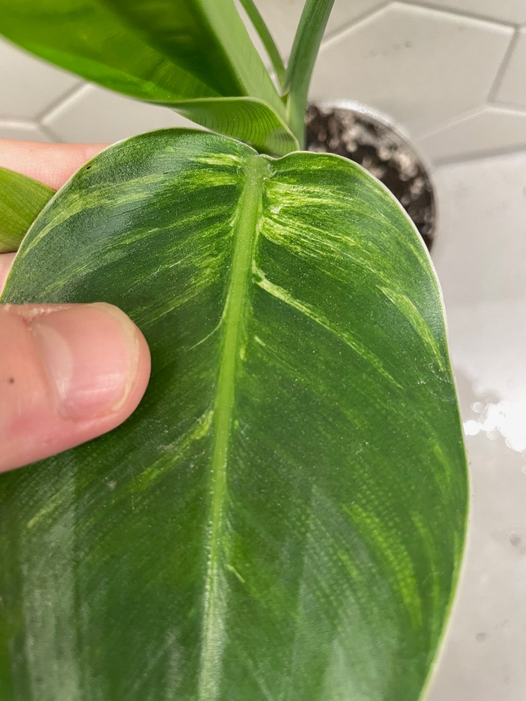 Variegated Bird of Paradise (strelitzia Nicolai) - Etsy