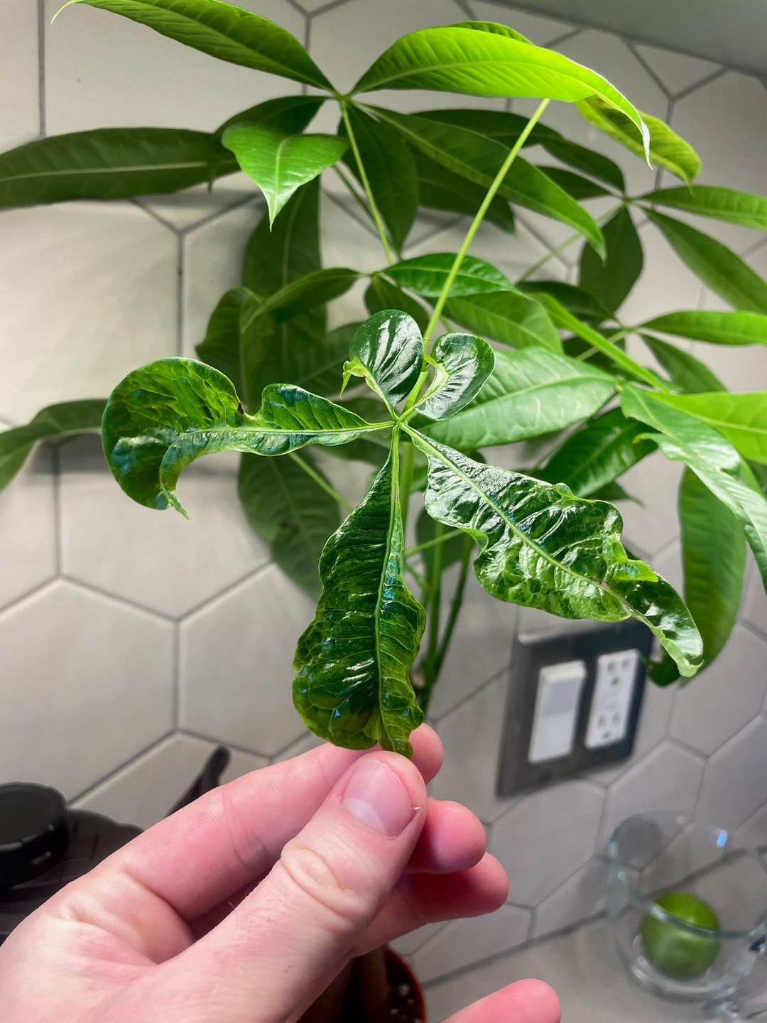 Variegated Money Tree (pachira Aquatica) - Etsy