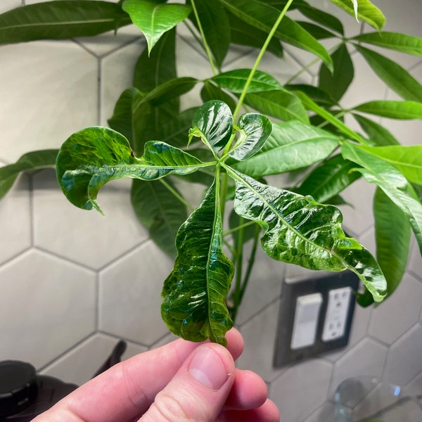 Variegated Money Tree - Etsy