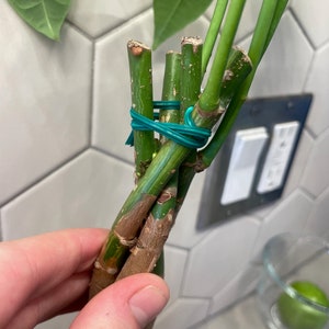 Variegated Money Tree (pachira Aquatica) - Etsy