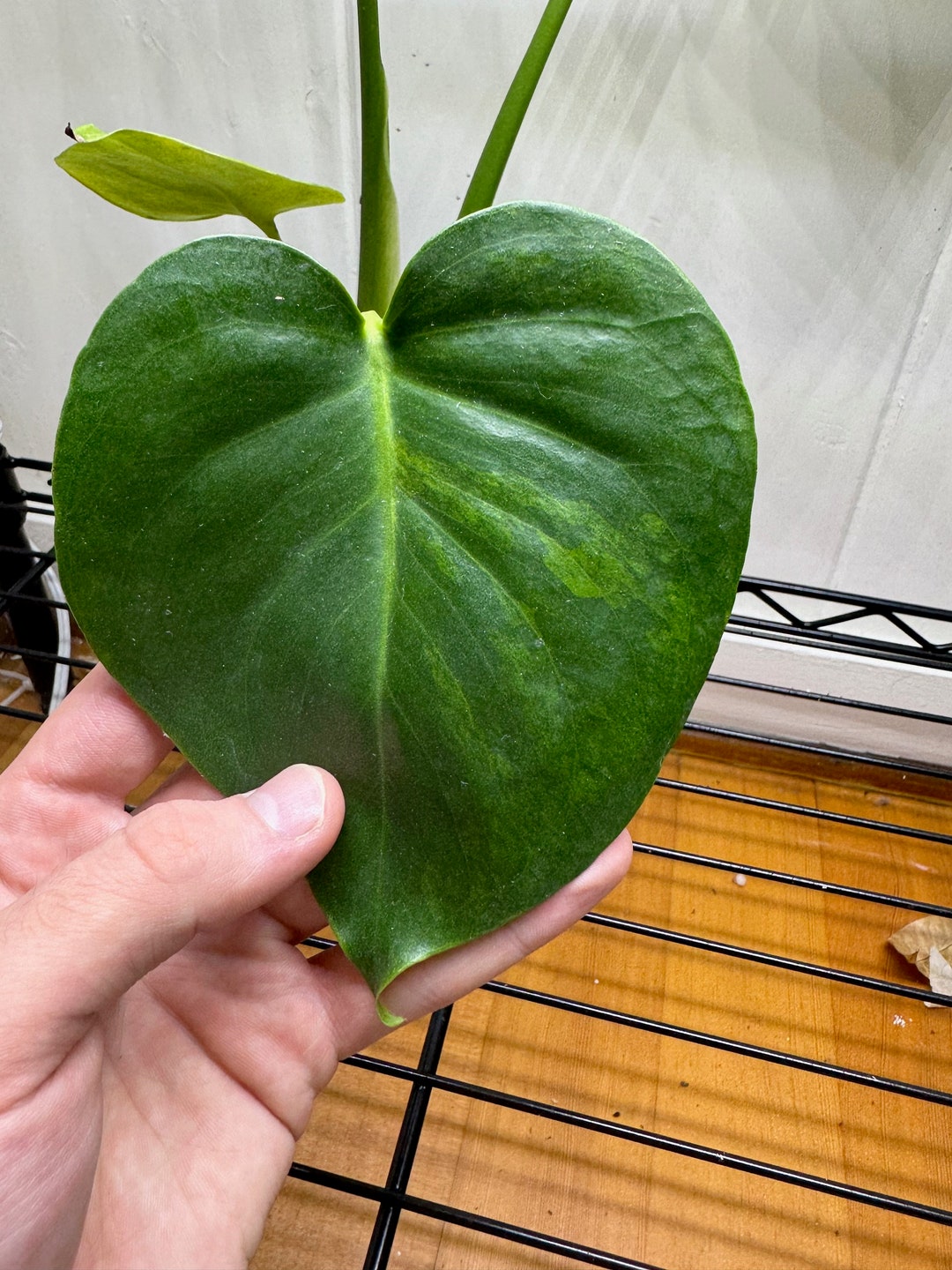 GOG Monstera Deliciosa Sport - Etsy