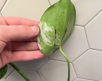 Large Form Monstera - Etsy