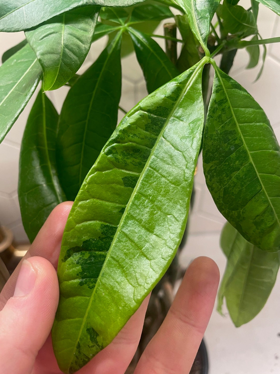 Variegated Money Tree Large - Etsy