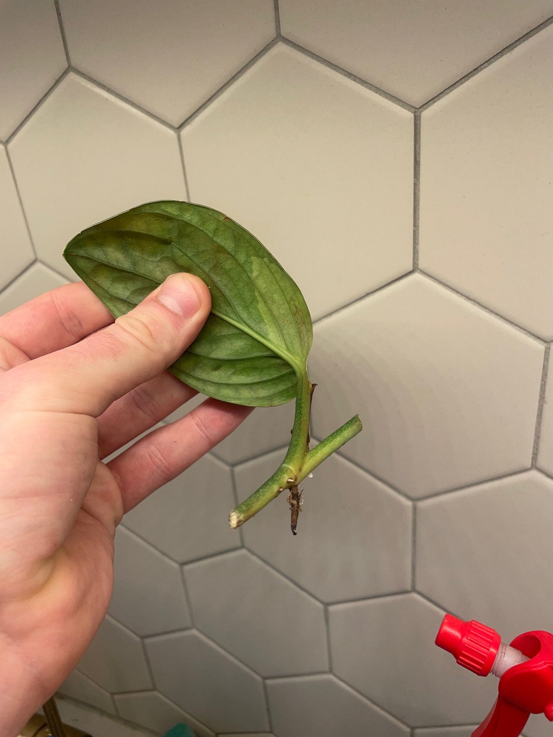 Variegated Monstera Peru Nodes - Etsy