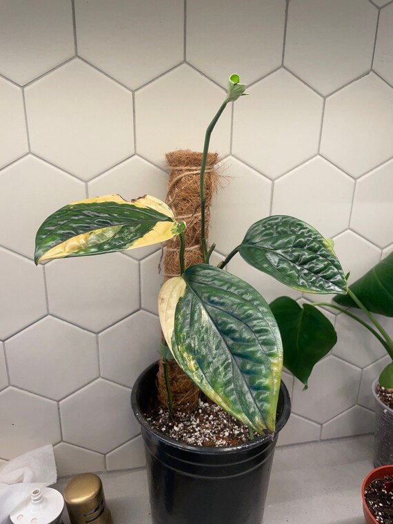 Highly Variegated Monstera Peru Top Cut - Etsy